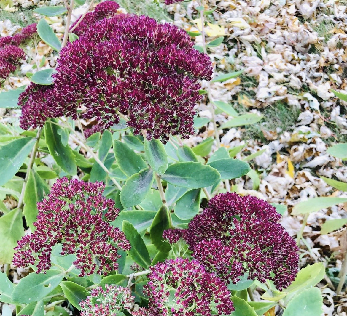 Stonecrop | Bloom Hearty