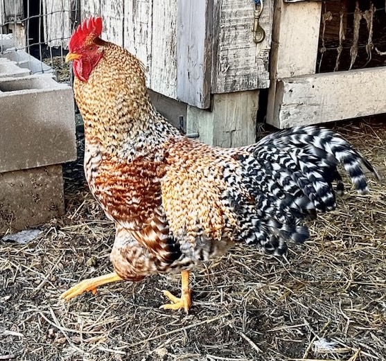 Bielefelder Chicken | BLOOM HEARTY